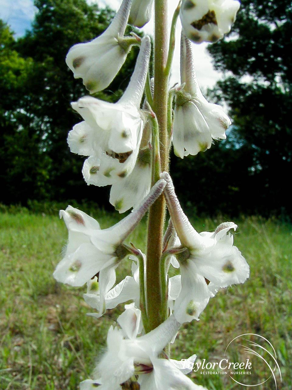 Prairie Larkspur (Delphinium carolinianum) - Taylor Creek Restoration ...