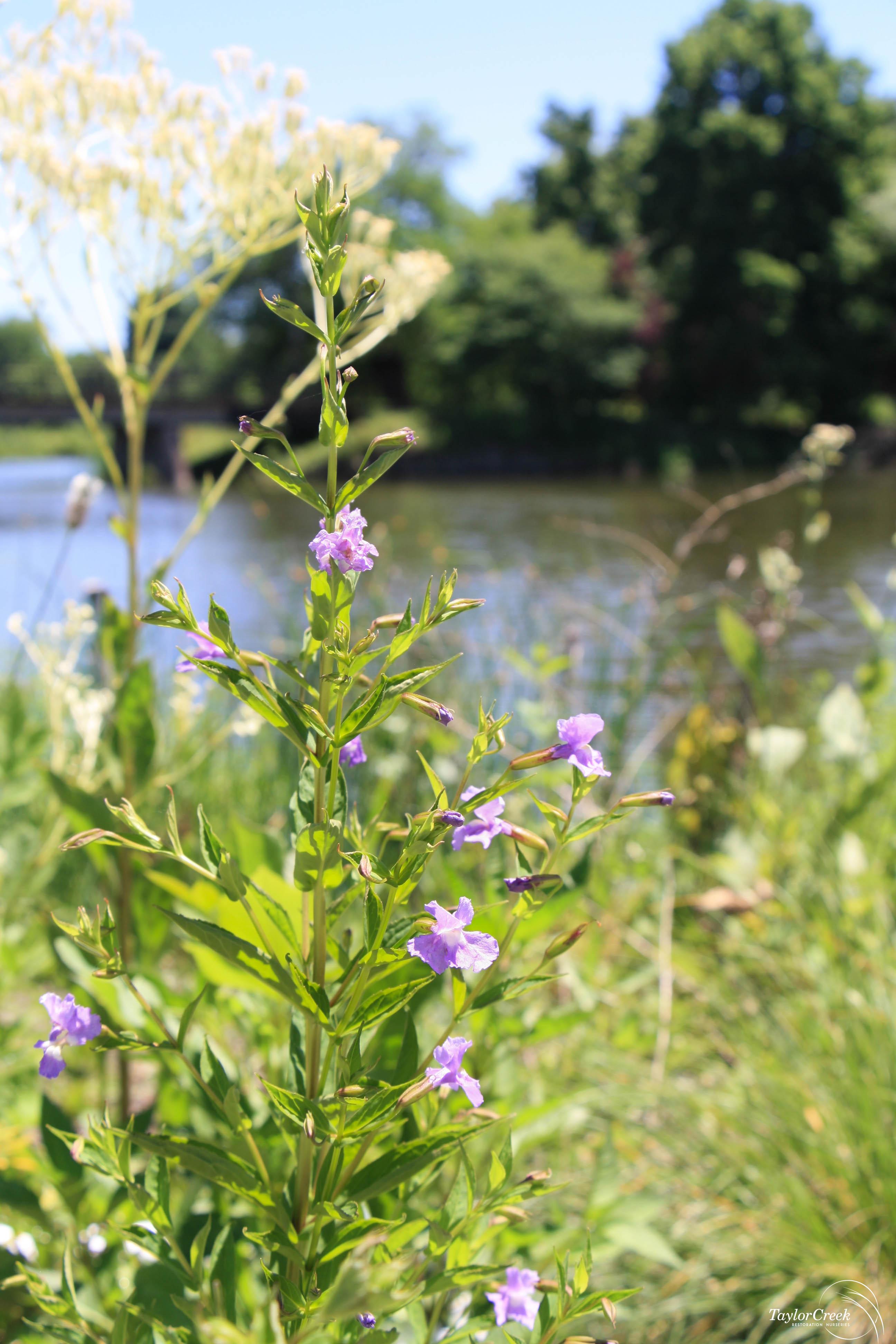 Monkey Flower (Mimulus ringens) - Taylor Creek Restoration Nurseries